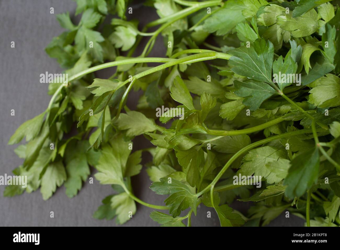 Bunch of coriander hi-res stock photography and images - Alamy