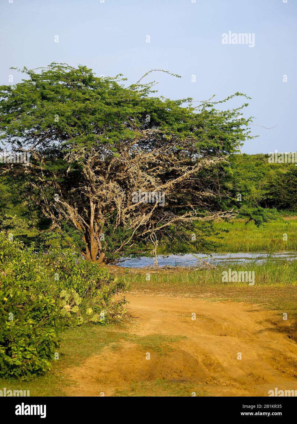 Beautiful landscape at the Bundala National Park in Sri Lanka Stock ...
