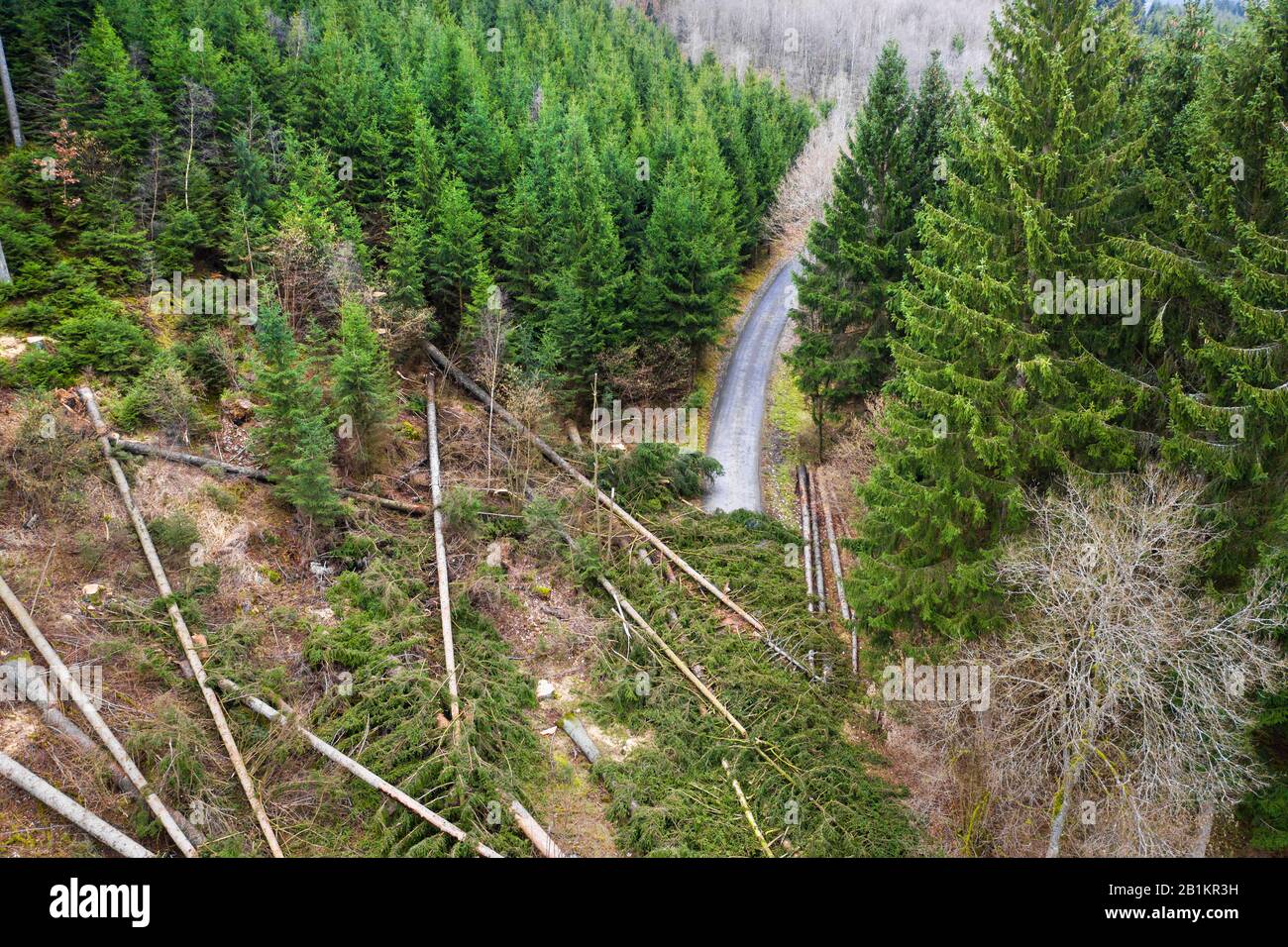 a needle forest with a tree blocked road from above Stock Photo - Alamy