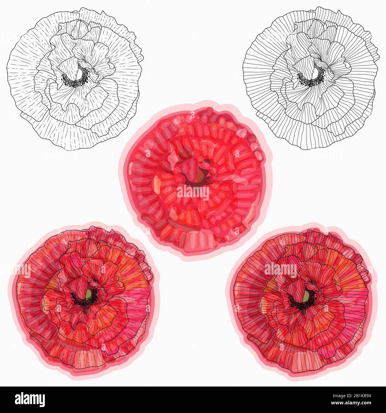 Ink, pencil, watercolor poppy flower sketch. Hand drawn nature painting ...