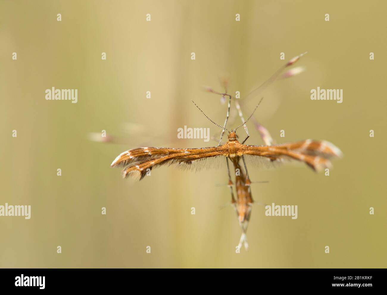 Brown plume moth hi-res stock photography and images - Alamy
