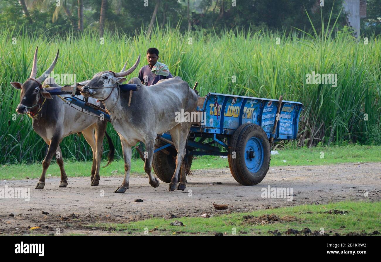 Farm Field on Indian land Stock Photo - Alamy