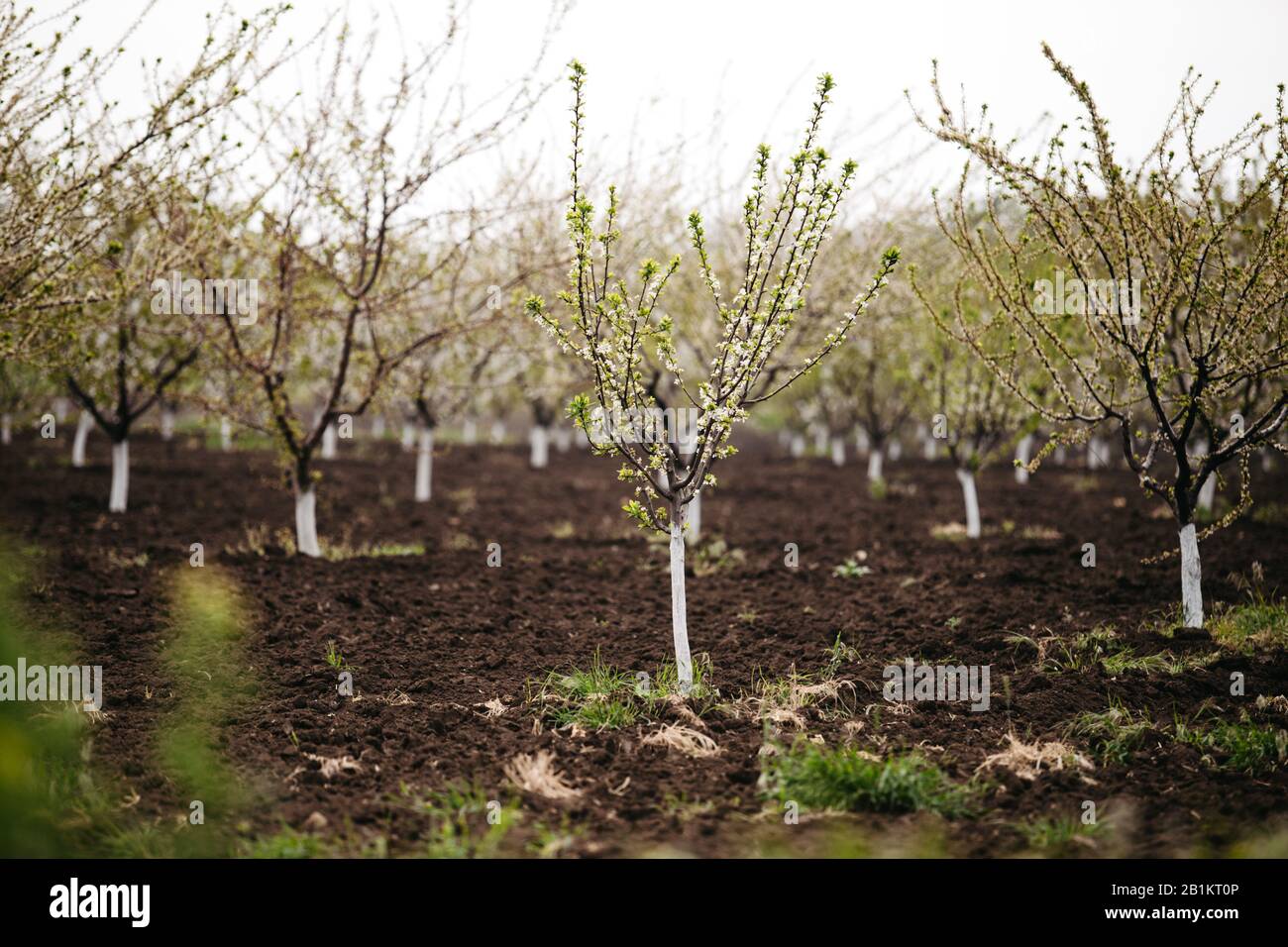 First flowering of trees in early spring Stock Photo - Alamy