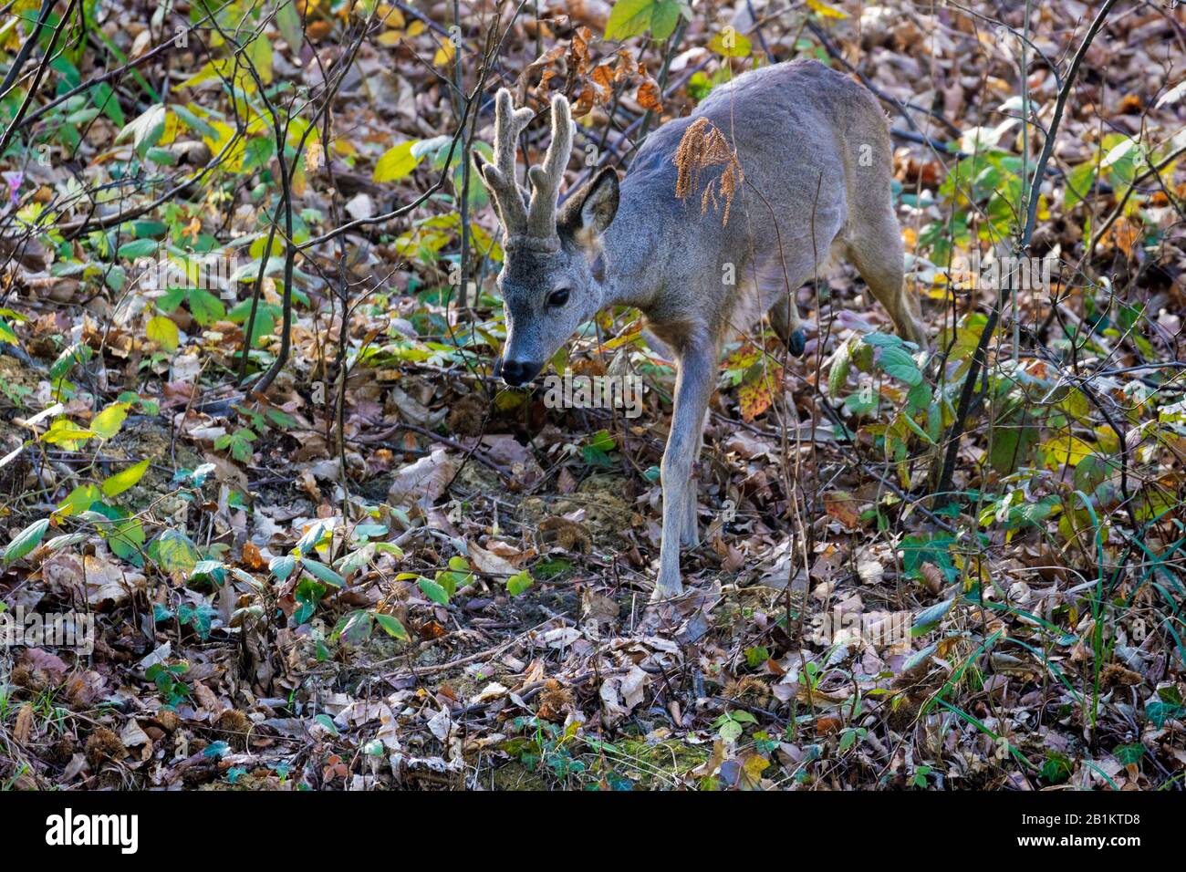 The roe deer on the forest edge Stock Photo - Alamy