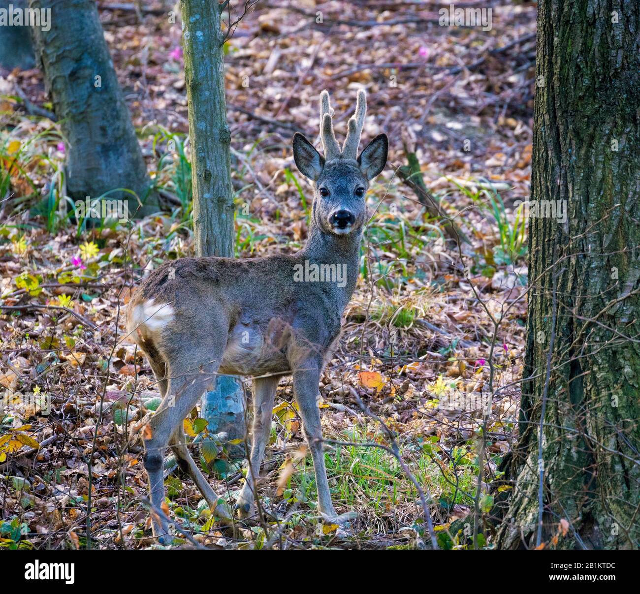 The roe deer on the forest edge Stock Photo - Alamy