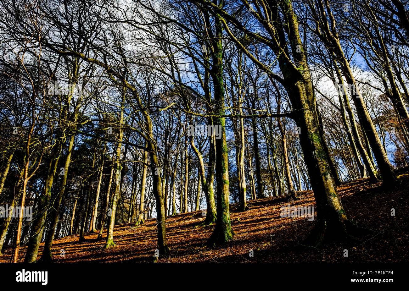 Deciduous woodland in the Scottish BOrders in winter Stock Photo - Alamy