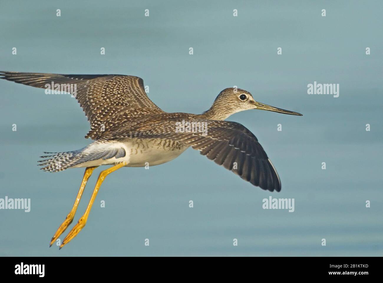 Greater yellowlegs flight up close Stock Photo - Alamy