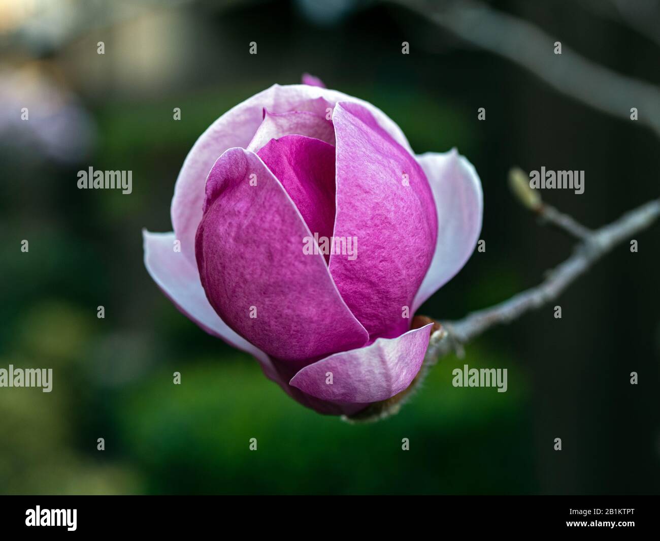Magnolia Tulip Trees in Bloom, California Stock Photo - Alamy