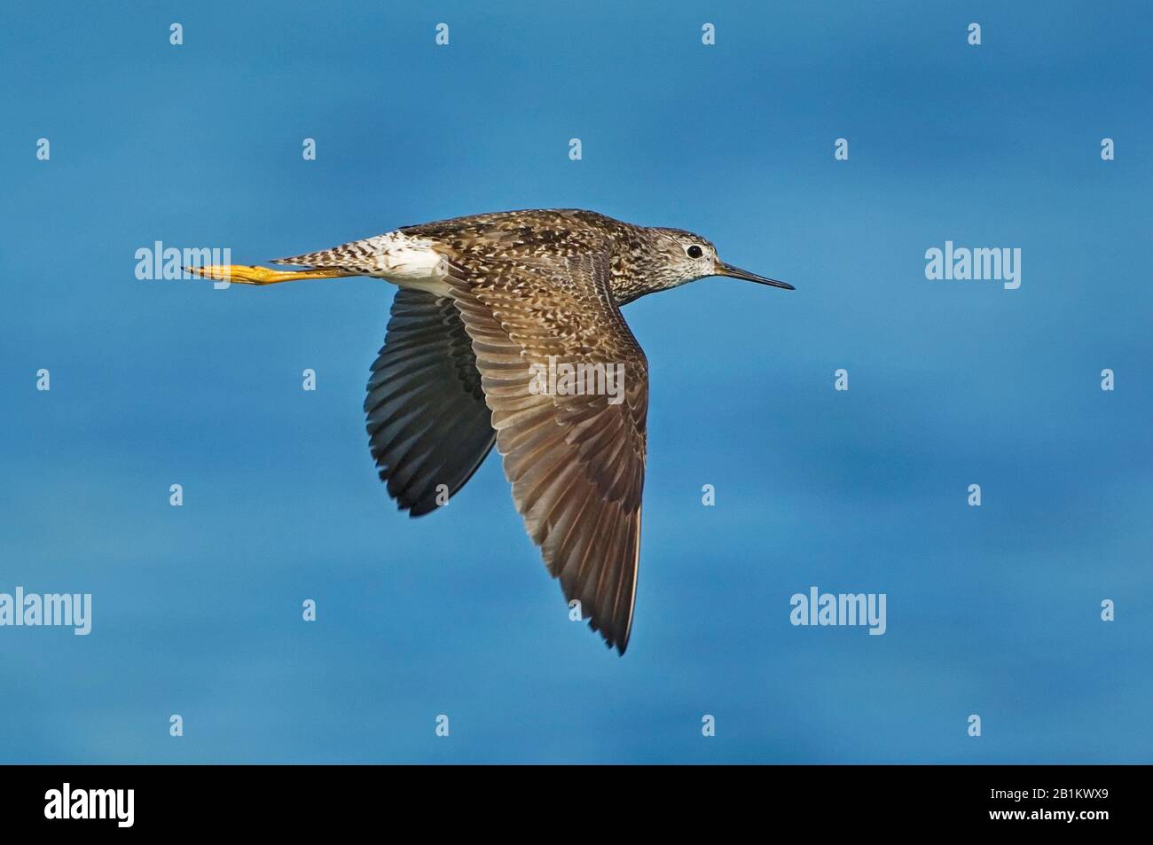 Lesser yellowlegs flight Stock Photo - Alamy