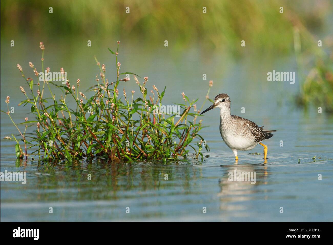 Lesser sandpiper hi-res stock photography and images - Alamy