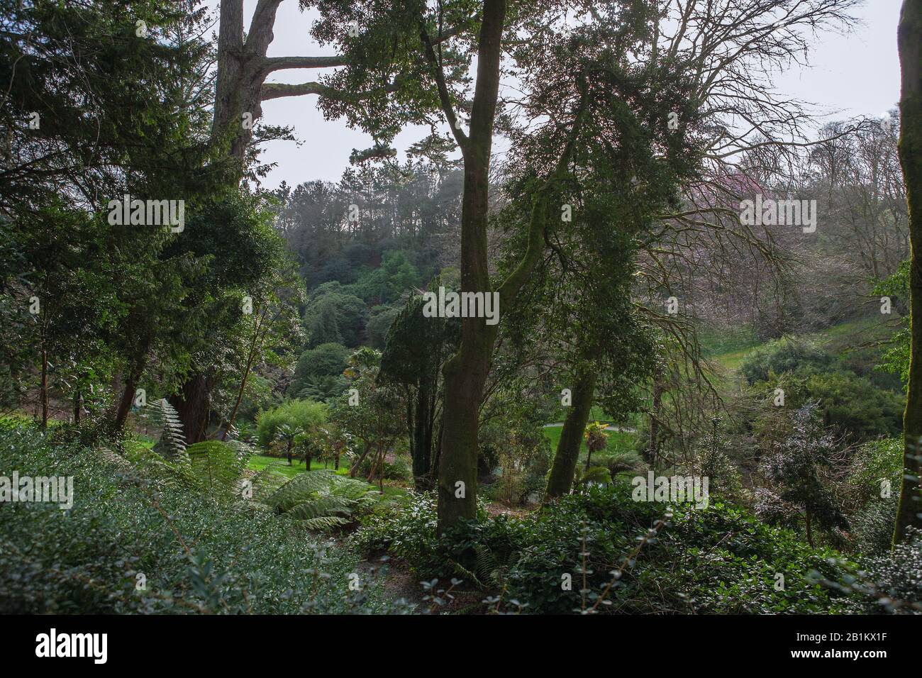 Looking over the valley of Trebah Gardens, Mawnan Smith, Cornwall ...