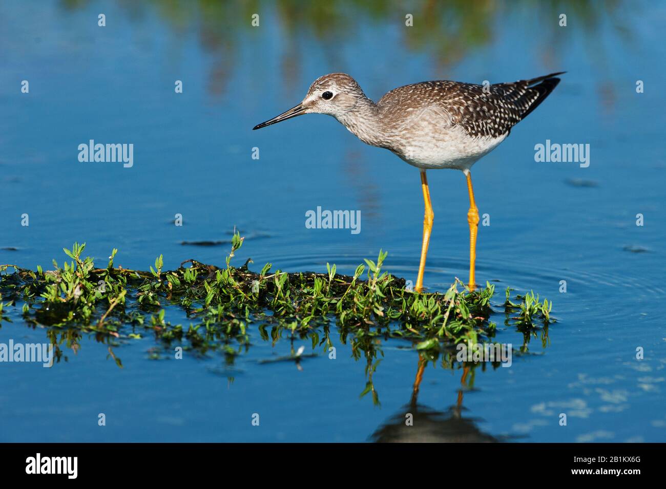 Lesser sandpiper hi-res stock photography and images - Alamy