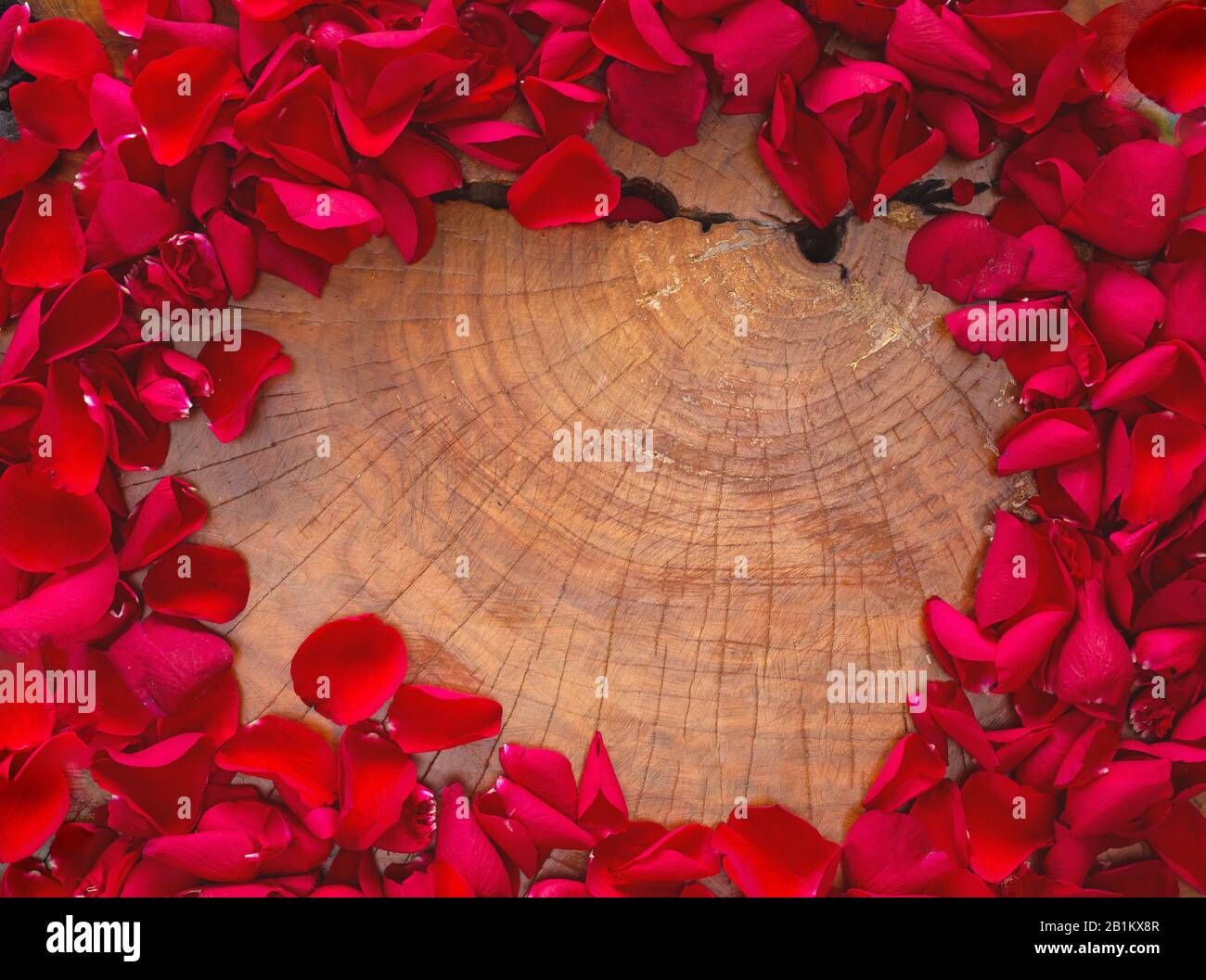 Red rose petals surrounded on rustic wood texture, tree trunk ...