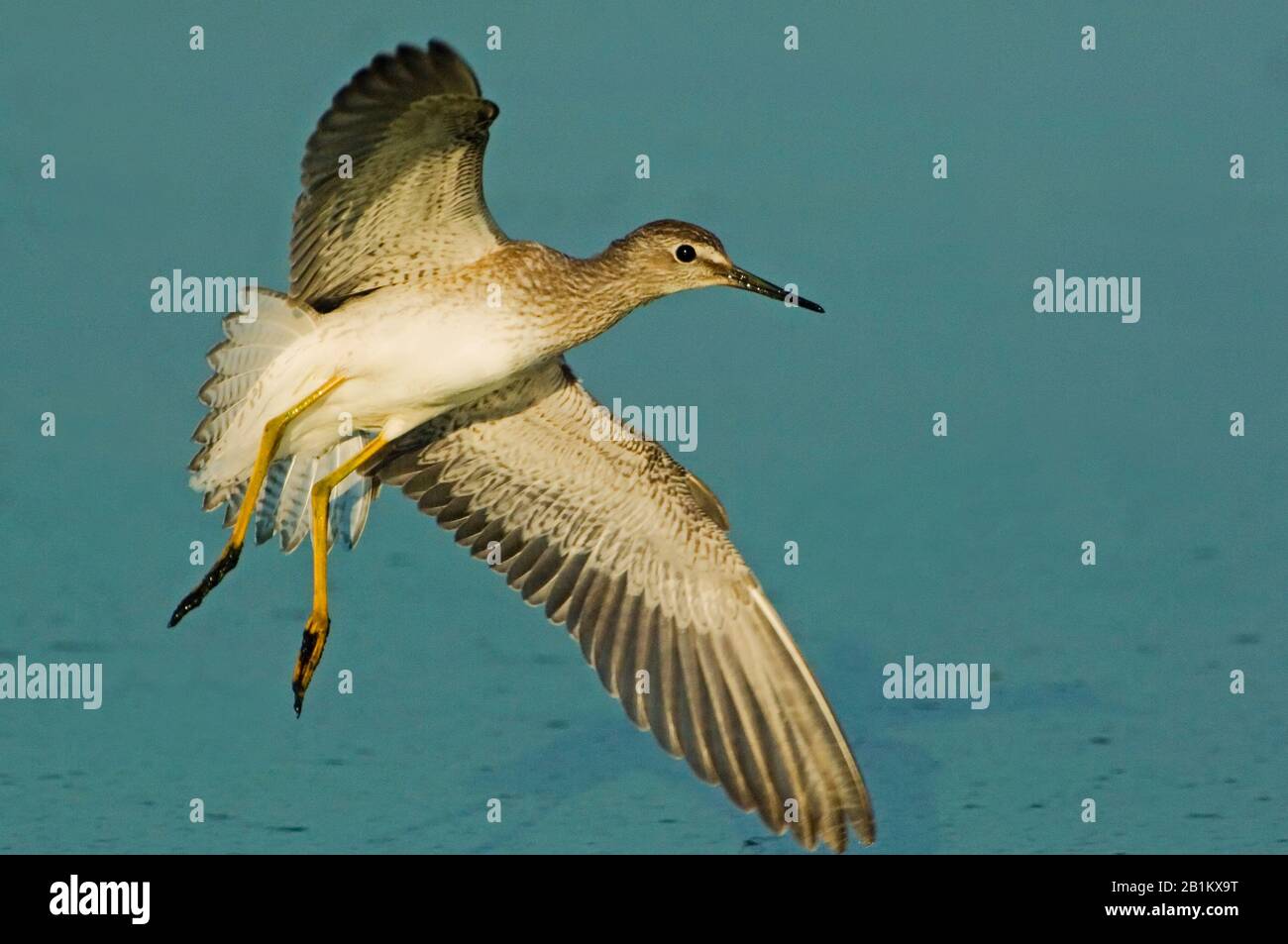Lesser yellowlegs flight up close Stock Photo - Alamy