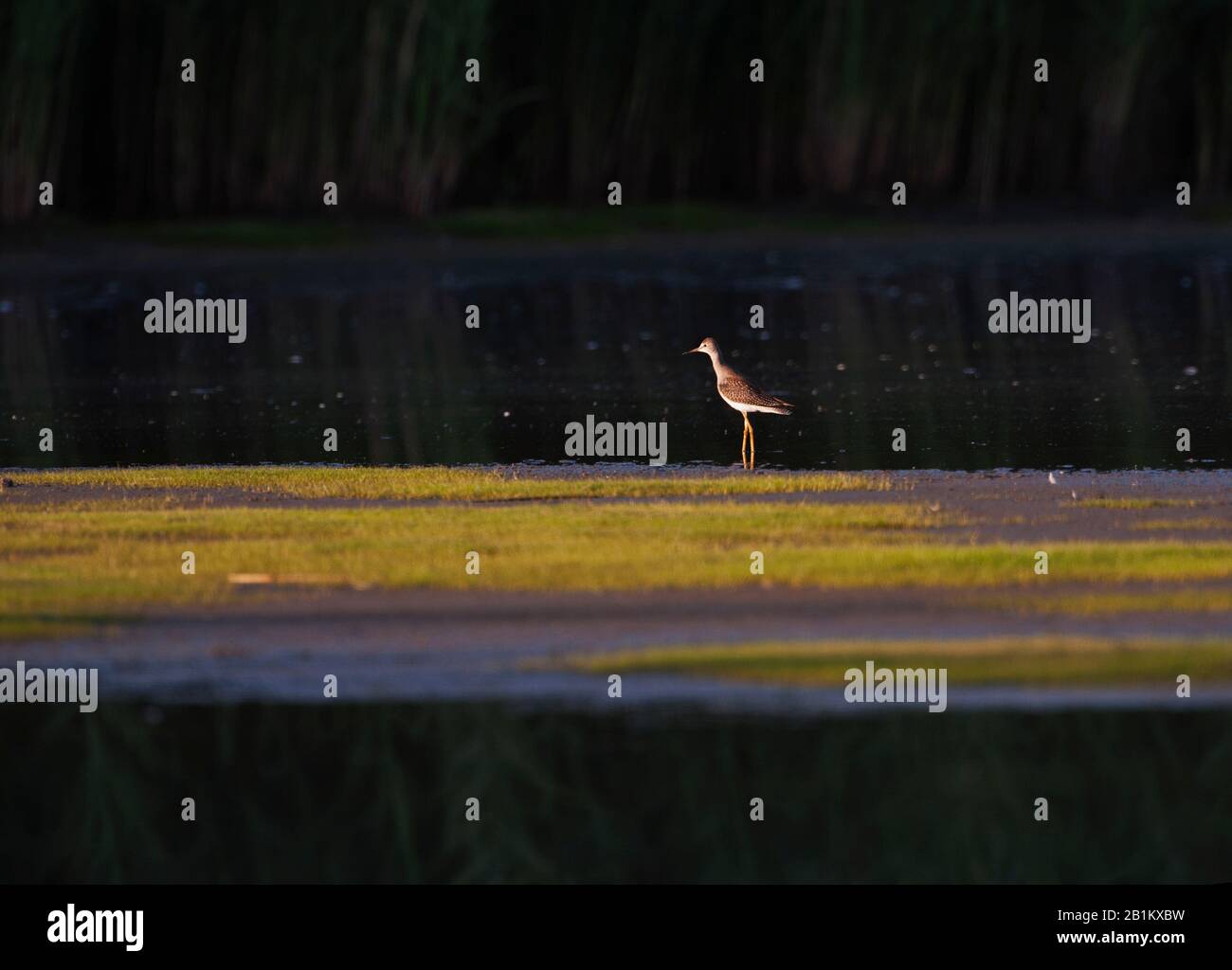 Dramatically lit hi-res stock photography and images - Alamy