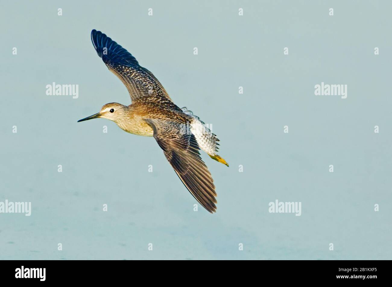 Lesser yellowlegs flight Stock Photo - Alamy
