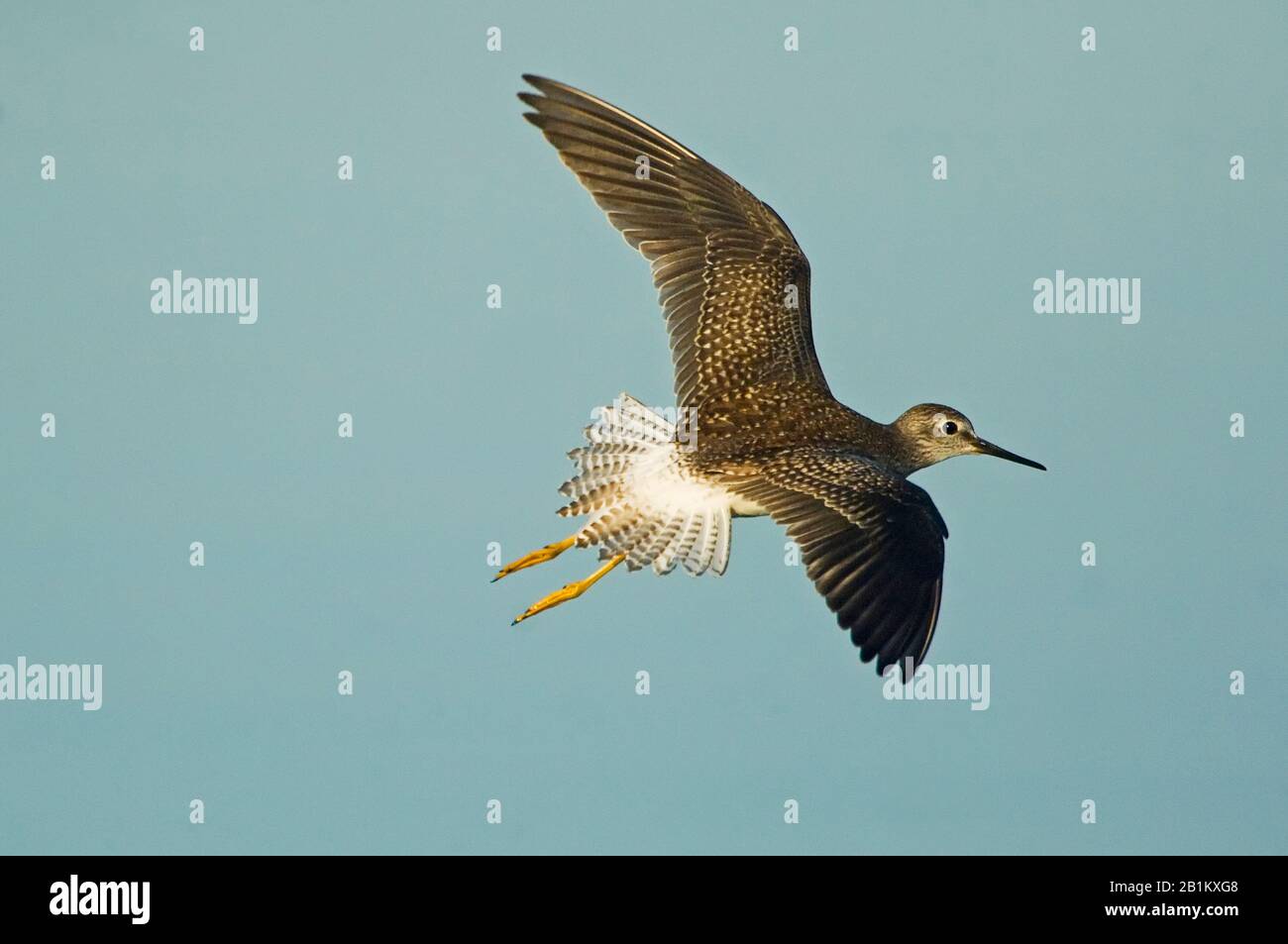 Lesser yellowlegs flight Stock Photo - Alamy