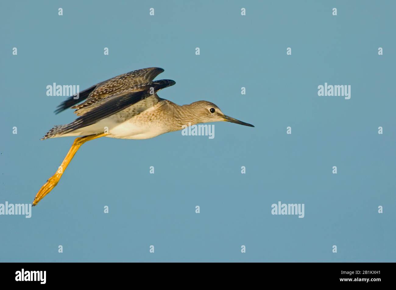 Lesser yellowlegs flight Stock Photo - Alamy