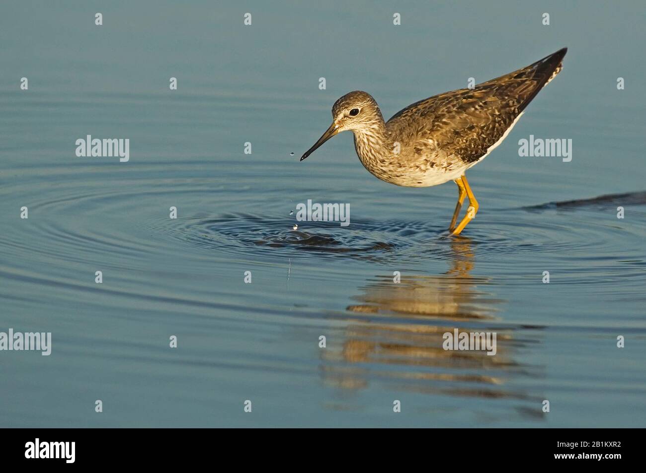 Lesser sandpiper hi-res stock photography and images - Alamy
