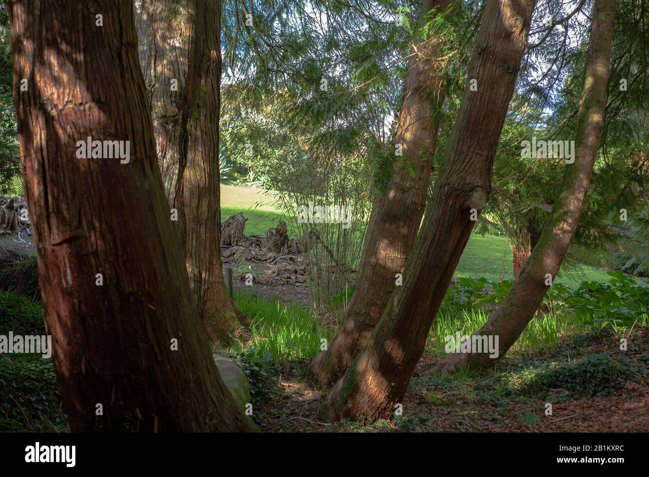 Trebah Gardens near Falmouth, Mawnan Smith, Cornwall, England, UK Stock ...