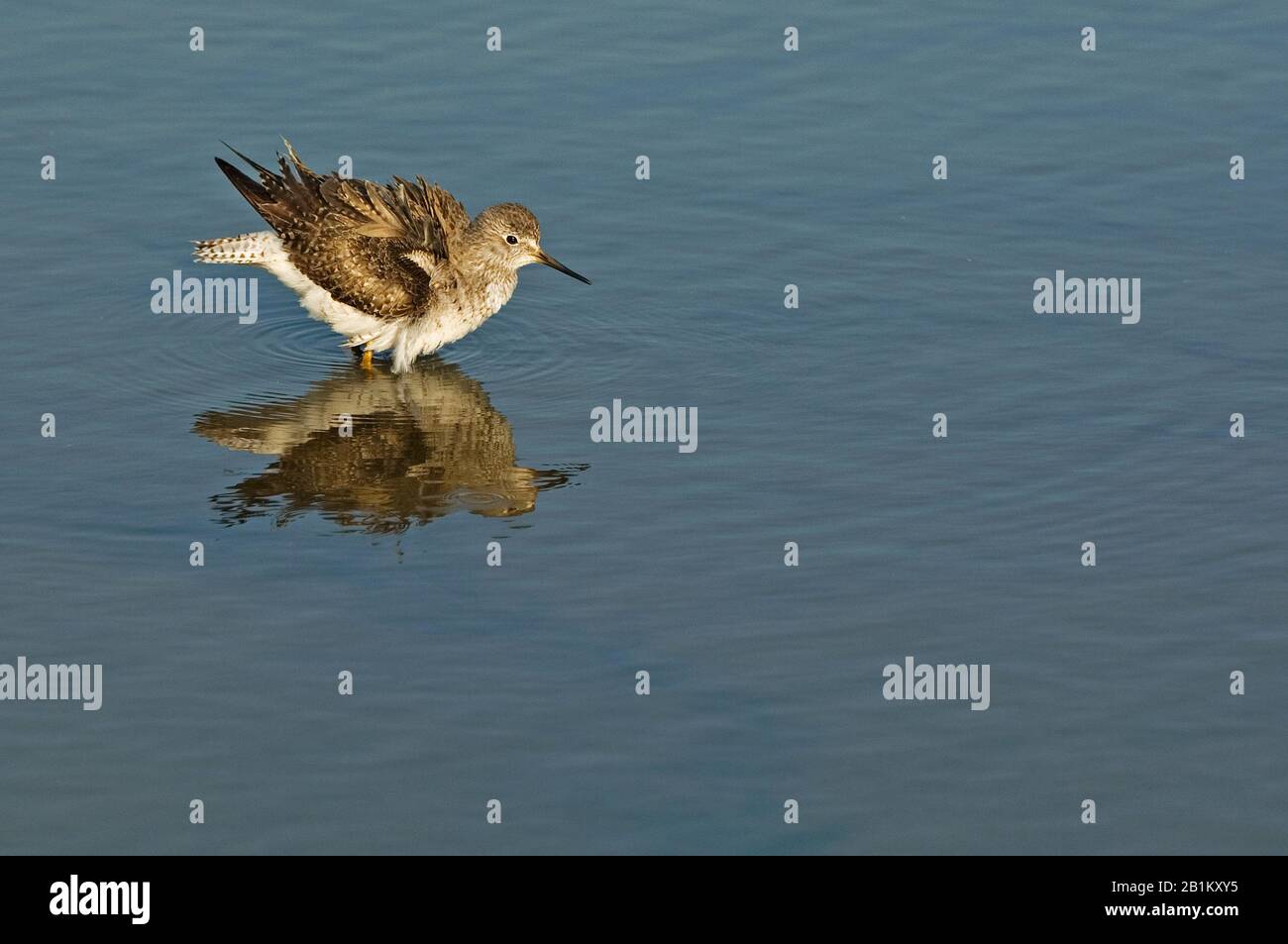 Lesser sandpiper hi-res stock photography and images - Alamy
