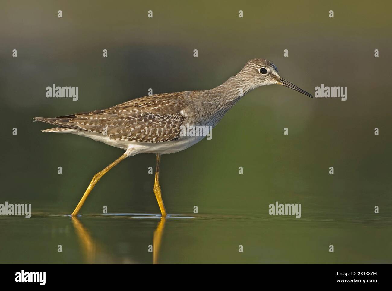 Lesser sandpiper hi-res stock photography and images - Alamy