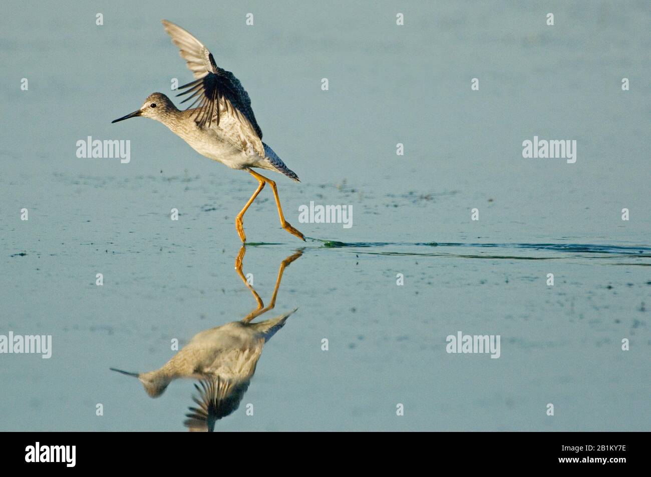 Lesser yellowlegs flight Stock Photo - Alamy