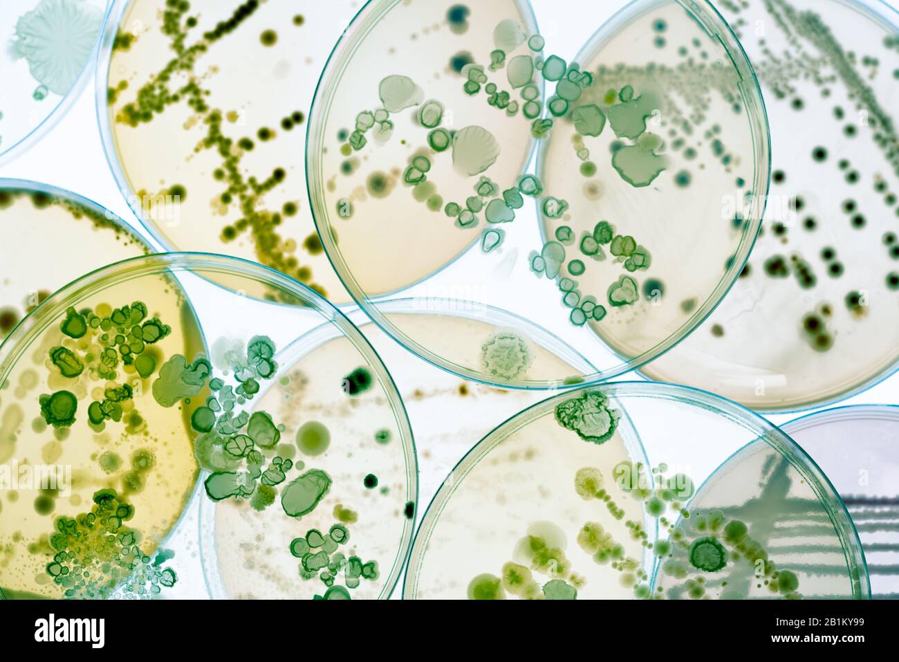 Mixed bacteria colonies hi-res stock photography and images - Alamy
