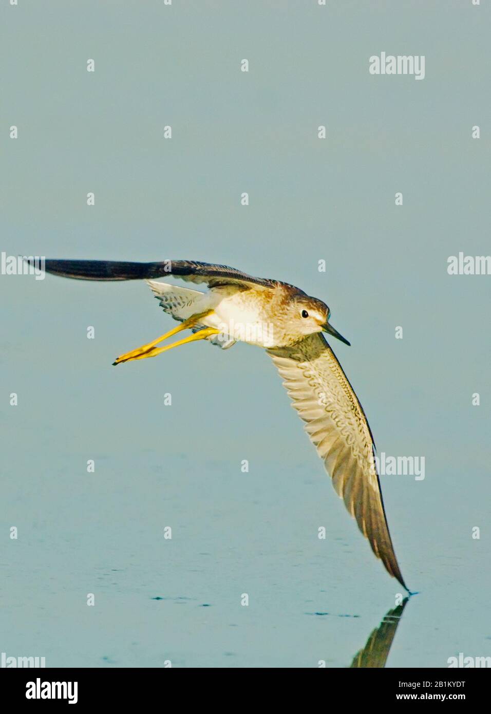Lesser yellowlegs flight Stock Photo - Alamy