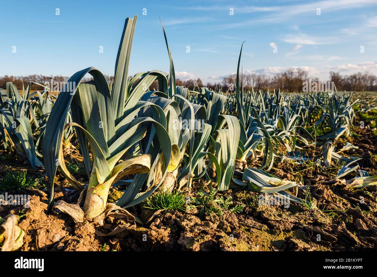 Mature leeks in the field ready for harvesting Stock Photo - Alamy