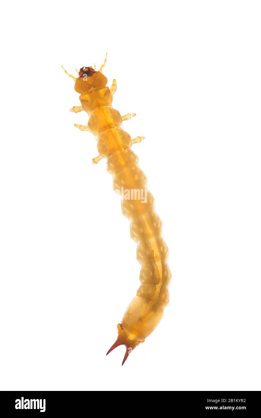 Pyrochroa Serraticornis cardinal beetle larva against white background ...