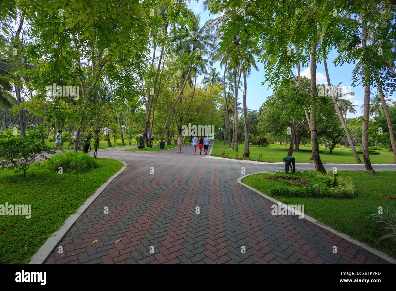 Cobblestone pathways around a beautiful lawn surrounded by coconut ...