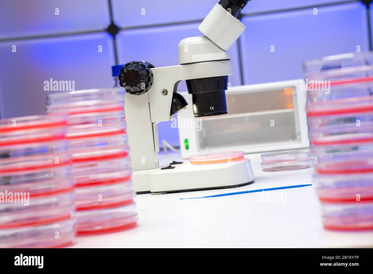 Microscope and petri dish with biological sample on clinical workbench ...
