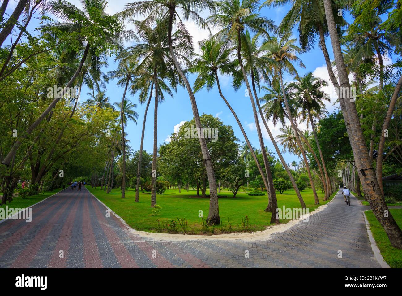 Cobblestone pathways around a beautiful lawn surrounded by coconut ...