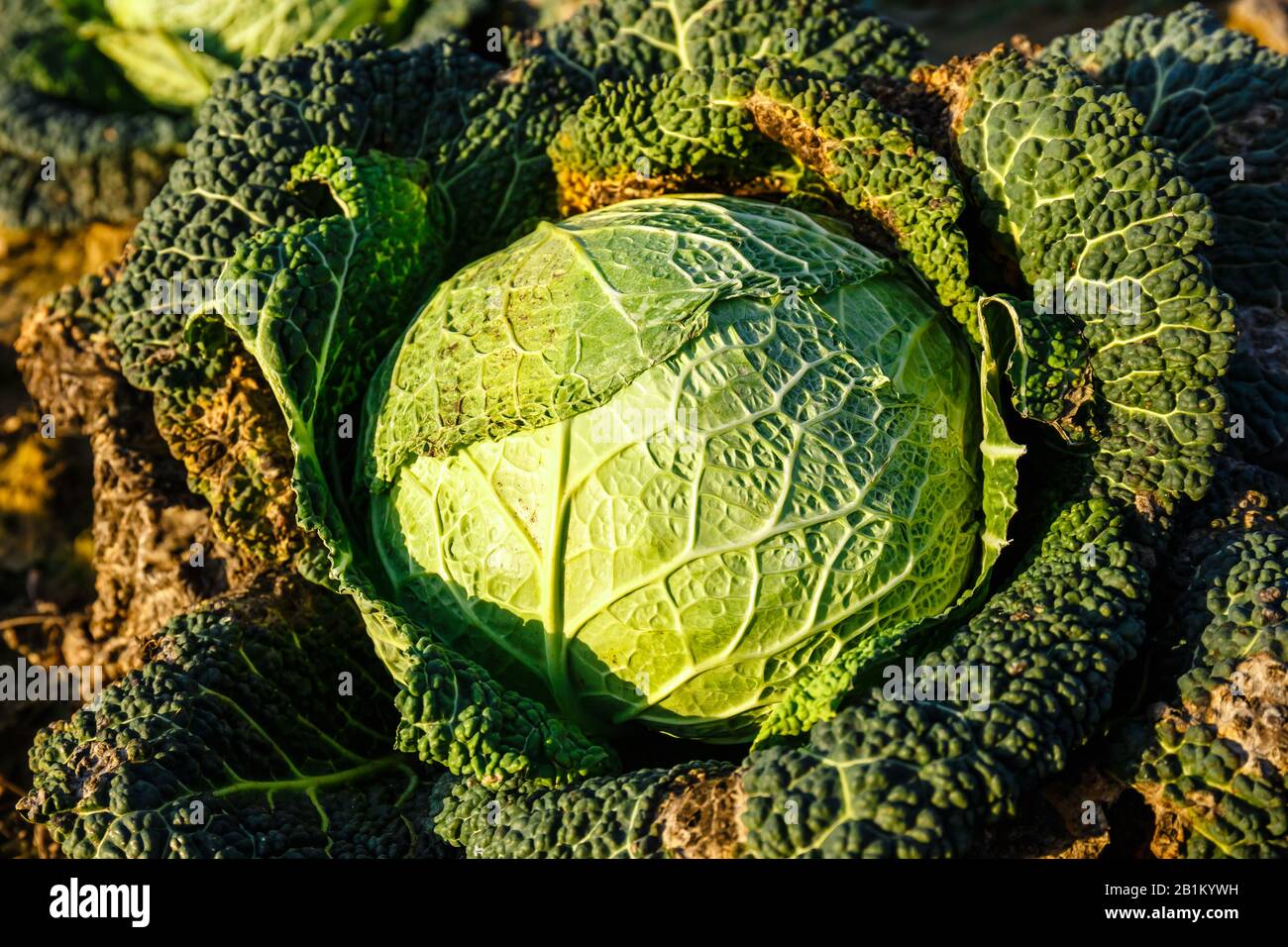 Mature growth cabbage field hi-res stock photography and images - Alamy