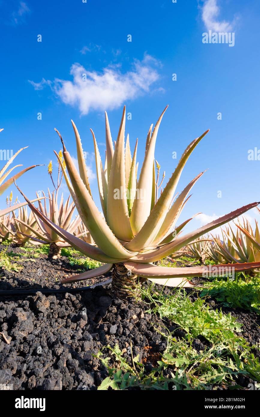 Plantation of medicinal aloe vera plant in the Canary Islands. Aloe ...