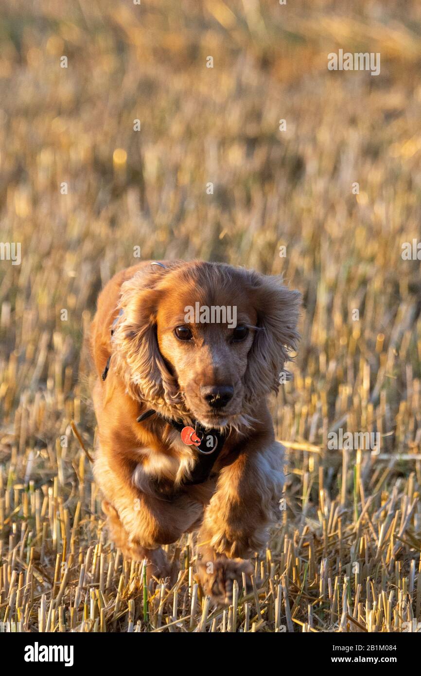 Sprocker running in stubble field Stock Photo - Alamy