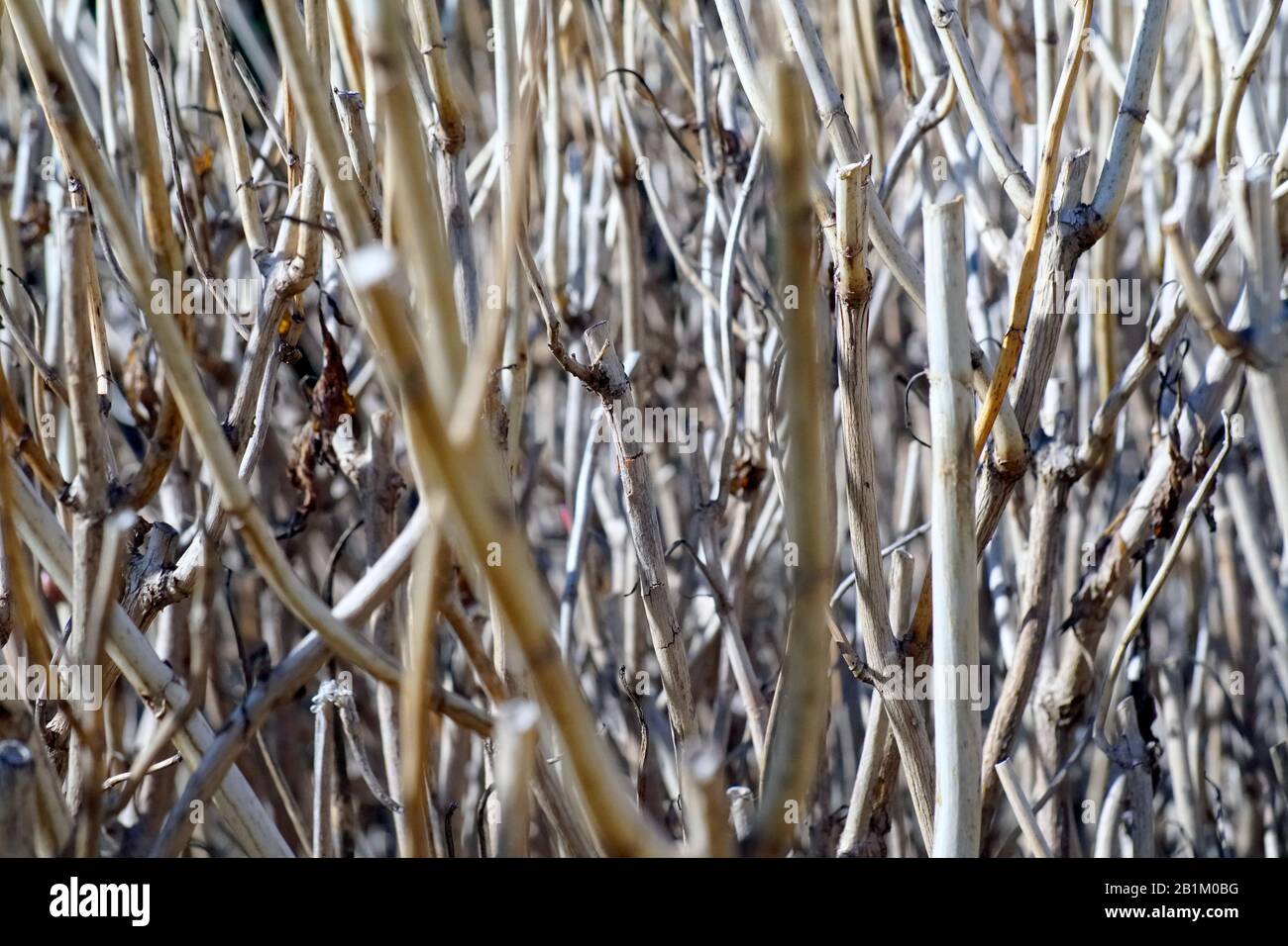 The bush - hedge close up, no leaves, no flowers, real background Stock ...