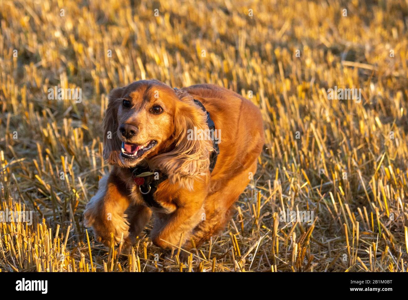 Sprocker running in stubble field Stock Photo - Alamy
