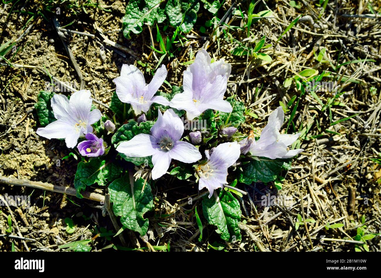 Morocco, common mandrake flower aka love apple Stock Photo - Alamy