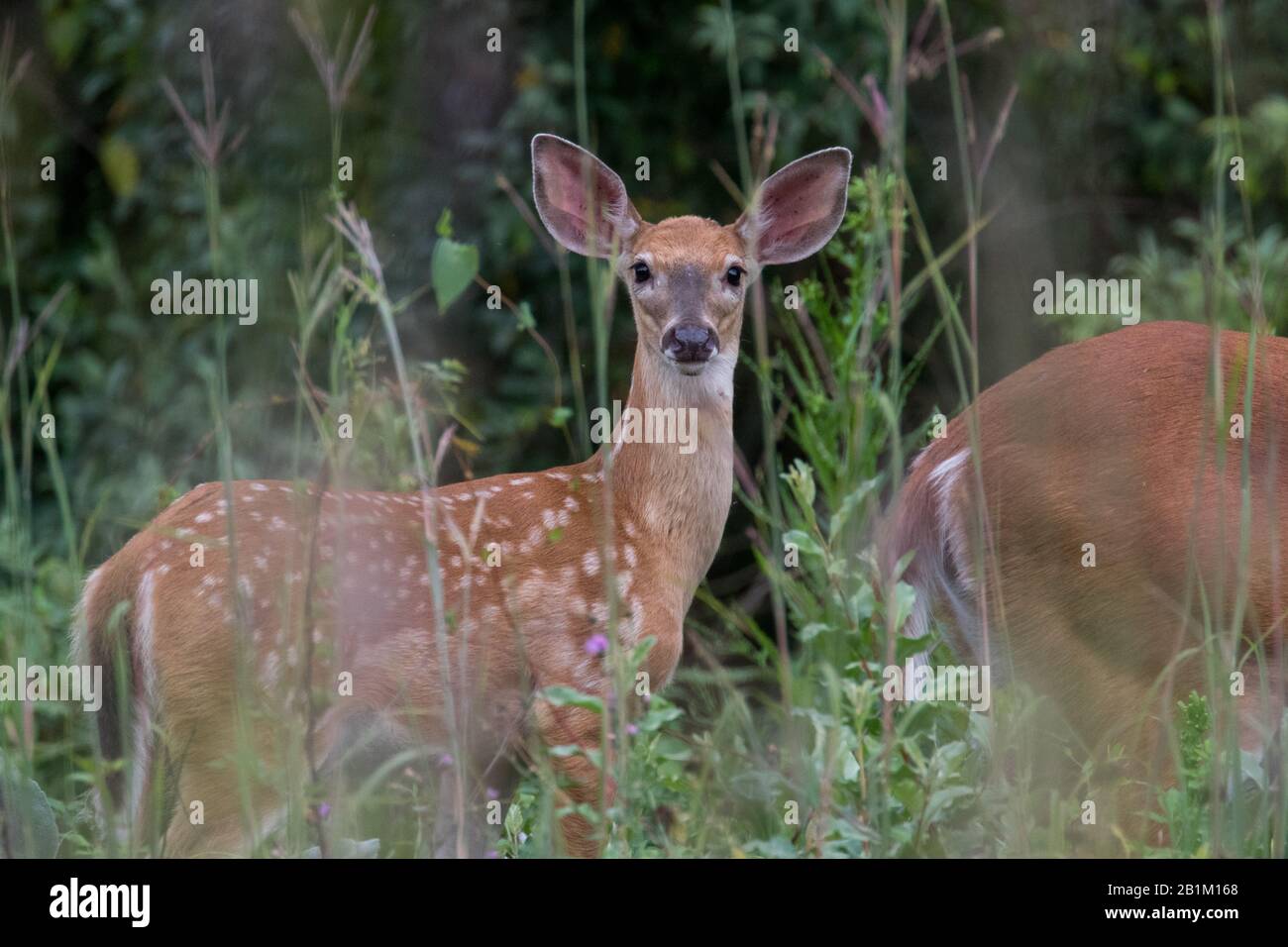White-tailed deer fawn Stock Photo - Alamy