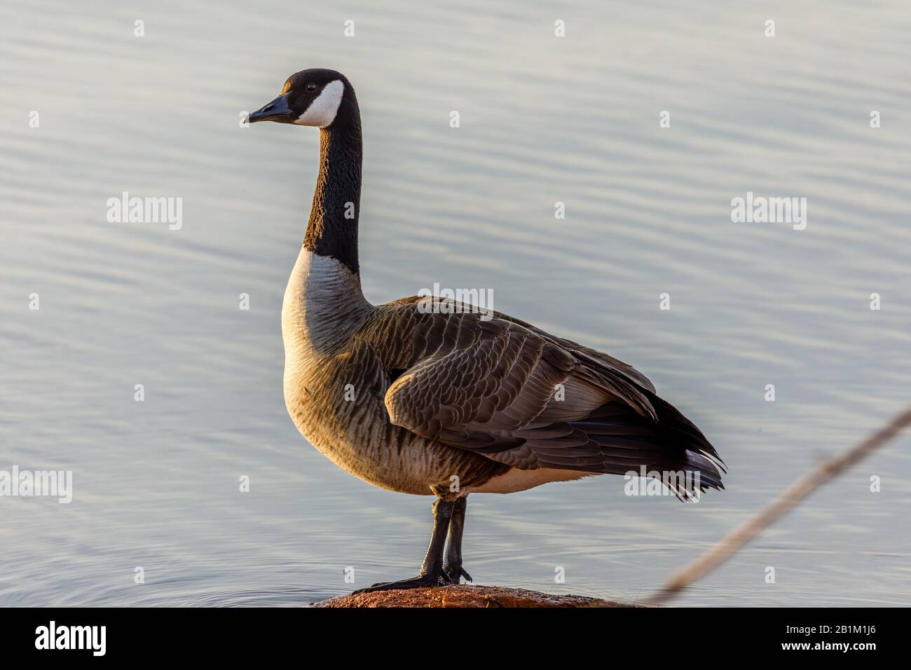 Goose wing hi-res stock photography and images - Alamy