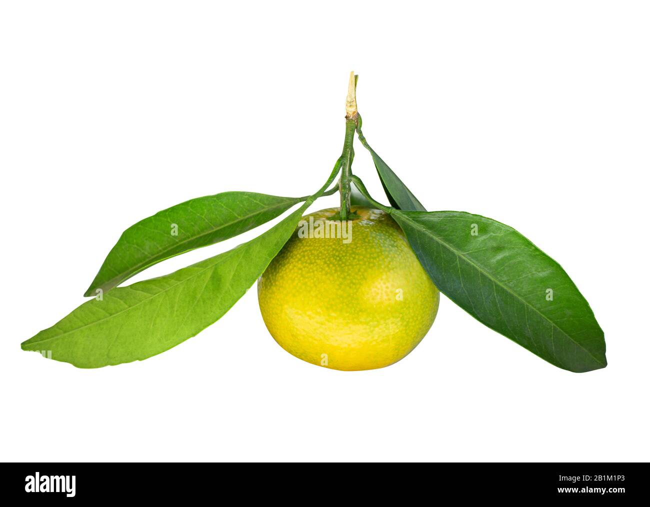 Green mandarin isolated on white background. Clipping path Stock Photo ...