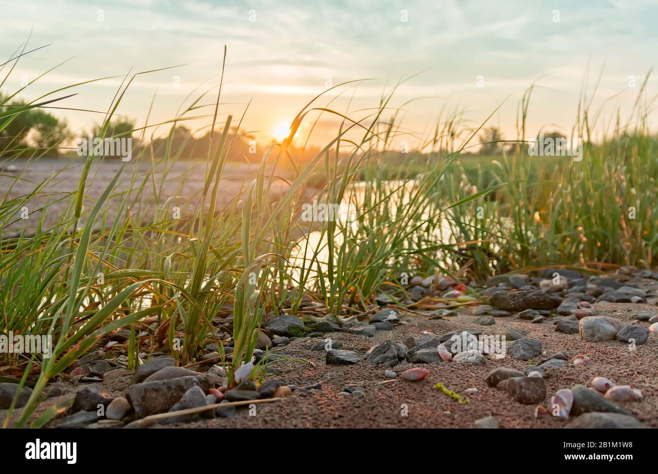 Reeds and river beach hi-res stock photography and images - Alamy