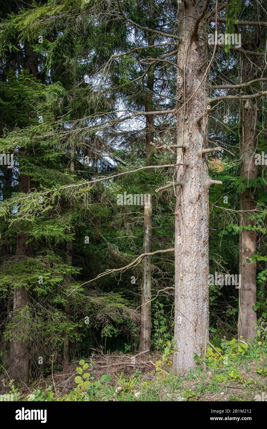 Mountain road near Pine Trees in a mountains Forest Stock Photo - Alamy