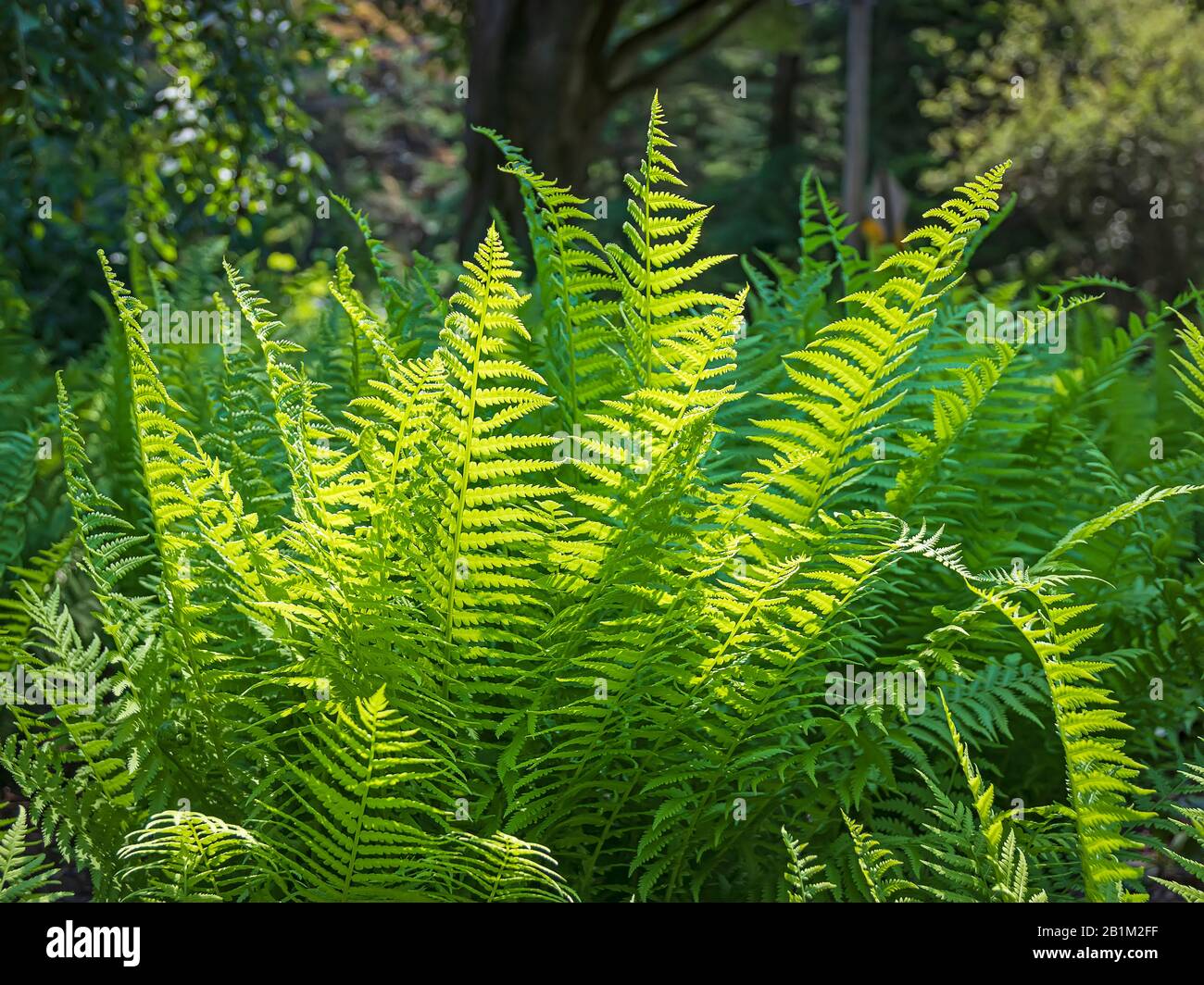 Ferns ground cover garden hi-res stock photography and images - Alamy