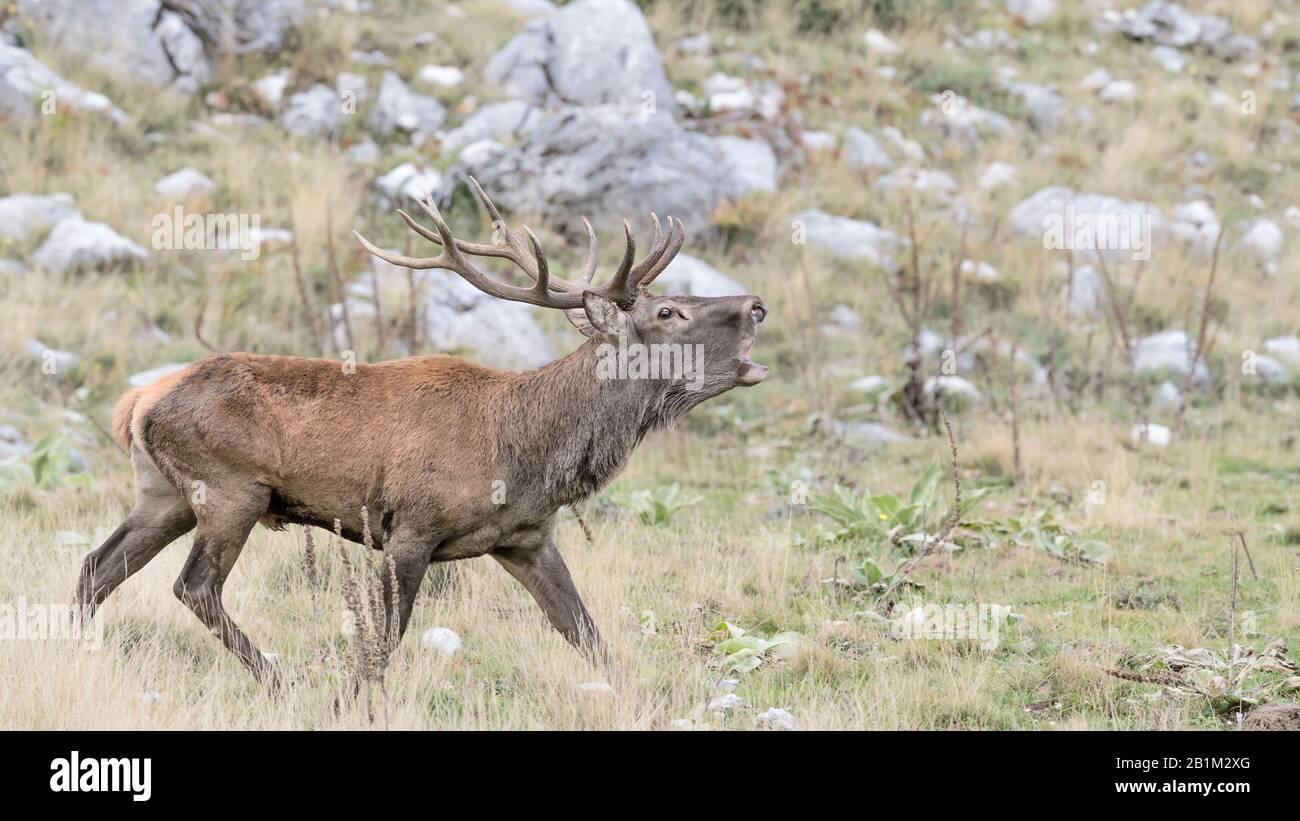 Red Deer Mating Call High Resolution Stock Photography and Images - Alamy
