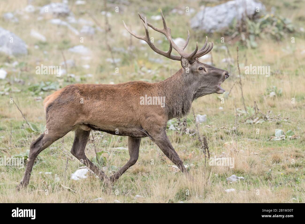 The call, mighty Red deer in Alps mountains (Cervus elaphus Stock Photo ...