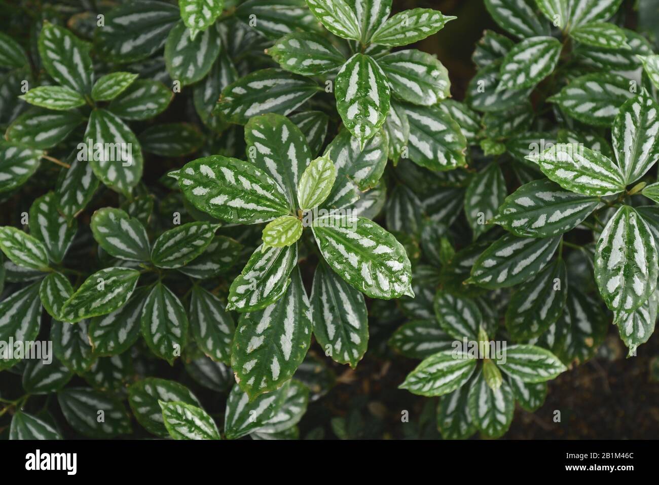 Tropical 'Pilea Cadierei', also called 'Aluminium Plant' or 'Watermelon ...
