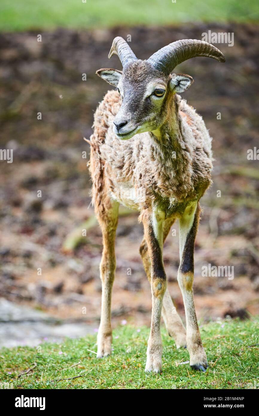 Ovis orientalis widder hi-res stock photography and images - Alamy